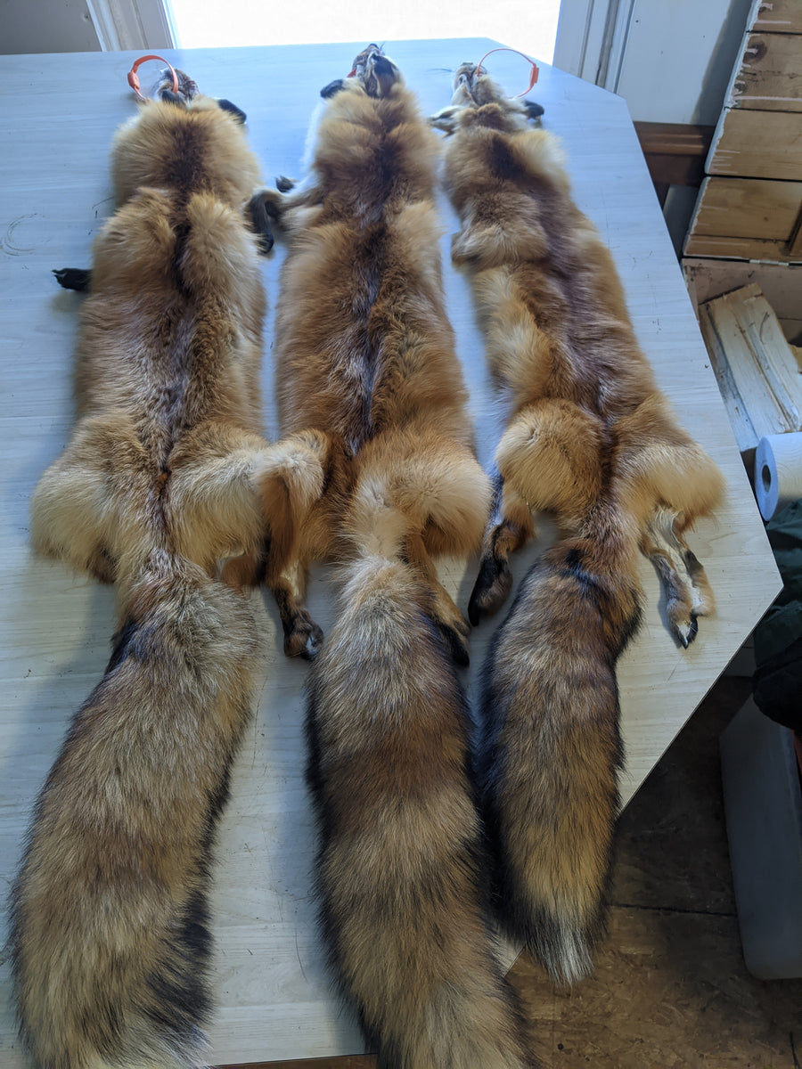 Tanned Red Fox Pelt – Trapping Today