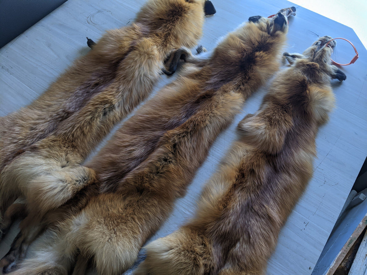 Tanned Red Fox Pelt – Trapping Today