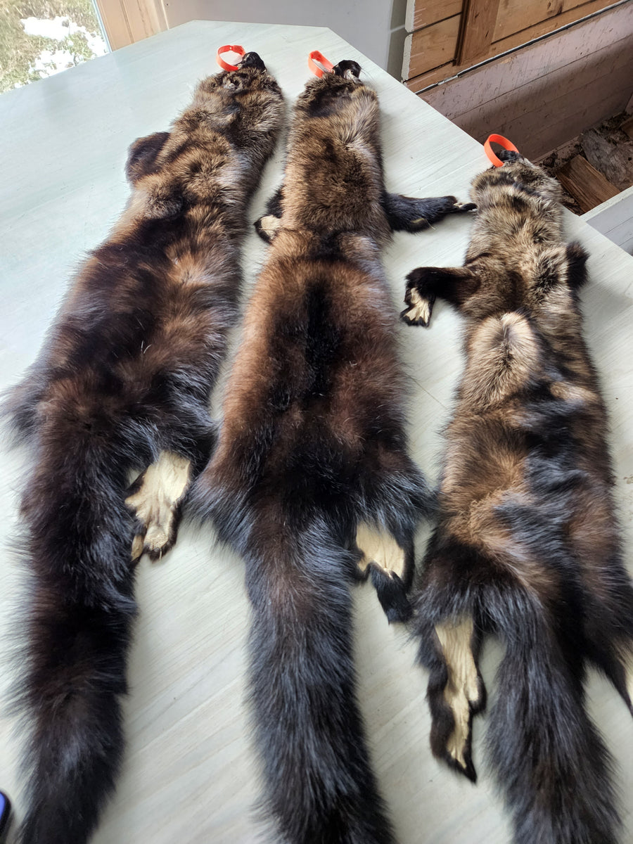 Tanned Fisher Pelt – Trapping Today