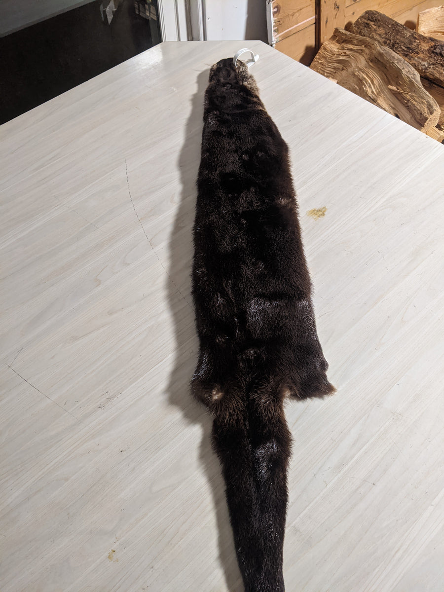 Tanned Otter Pelt – Trapping Today